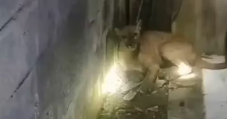 🐆💦 Campesinos héroes: rescatan un puma que era arrastrado por el río ...